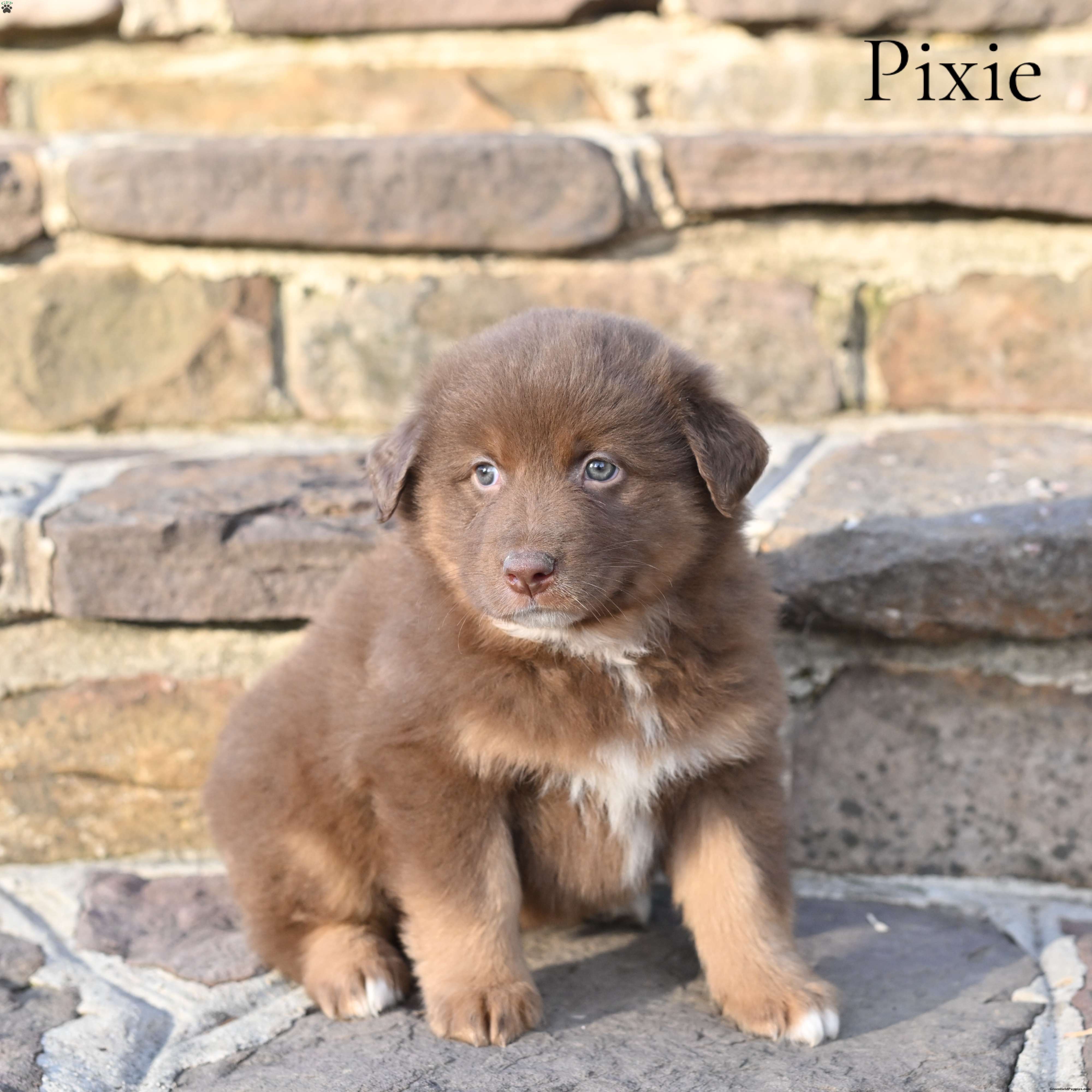 Pixie - Australian Shepherd Puppy For Sale in Pennsylvania