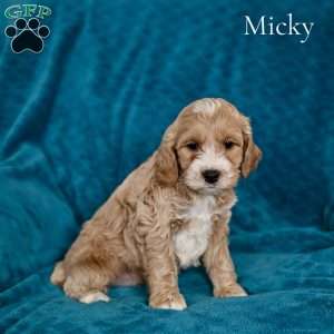 Cockapoo Puppies for Sale - Greenfield Puppies