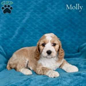 Cockapoo Puppies for Sale - Greenfield Puppies