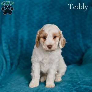 Cockapoo Puppies for Sale - Greenfield Puppies