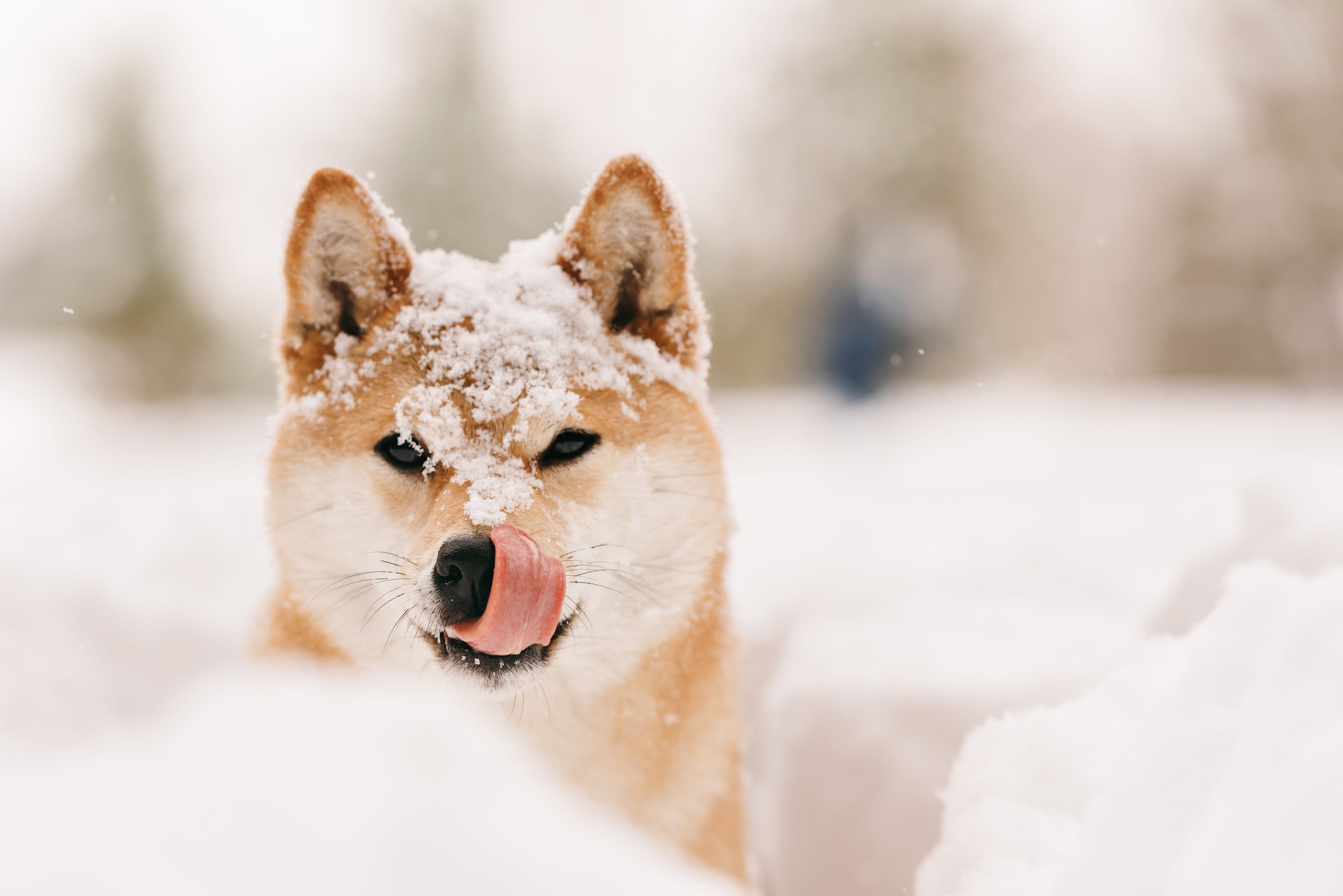 What to Know About Frostbite in Dogs - Greenfield Puppies