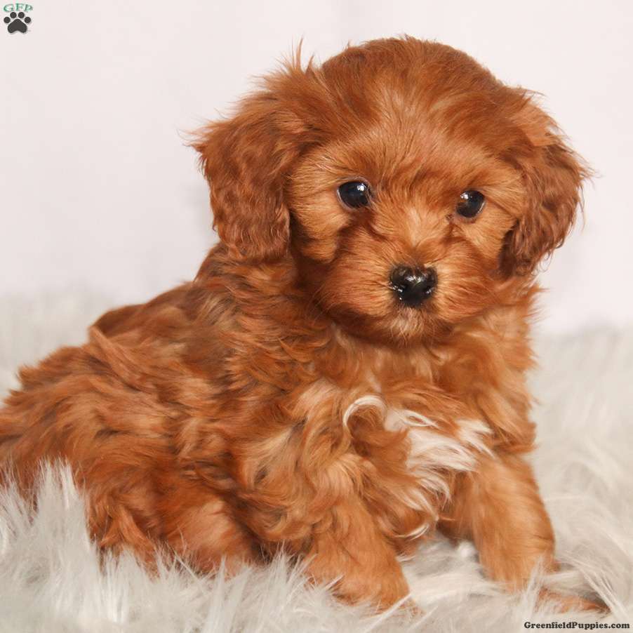 Murphy - Cavapoo Puppy For Sale in Pennsylvania