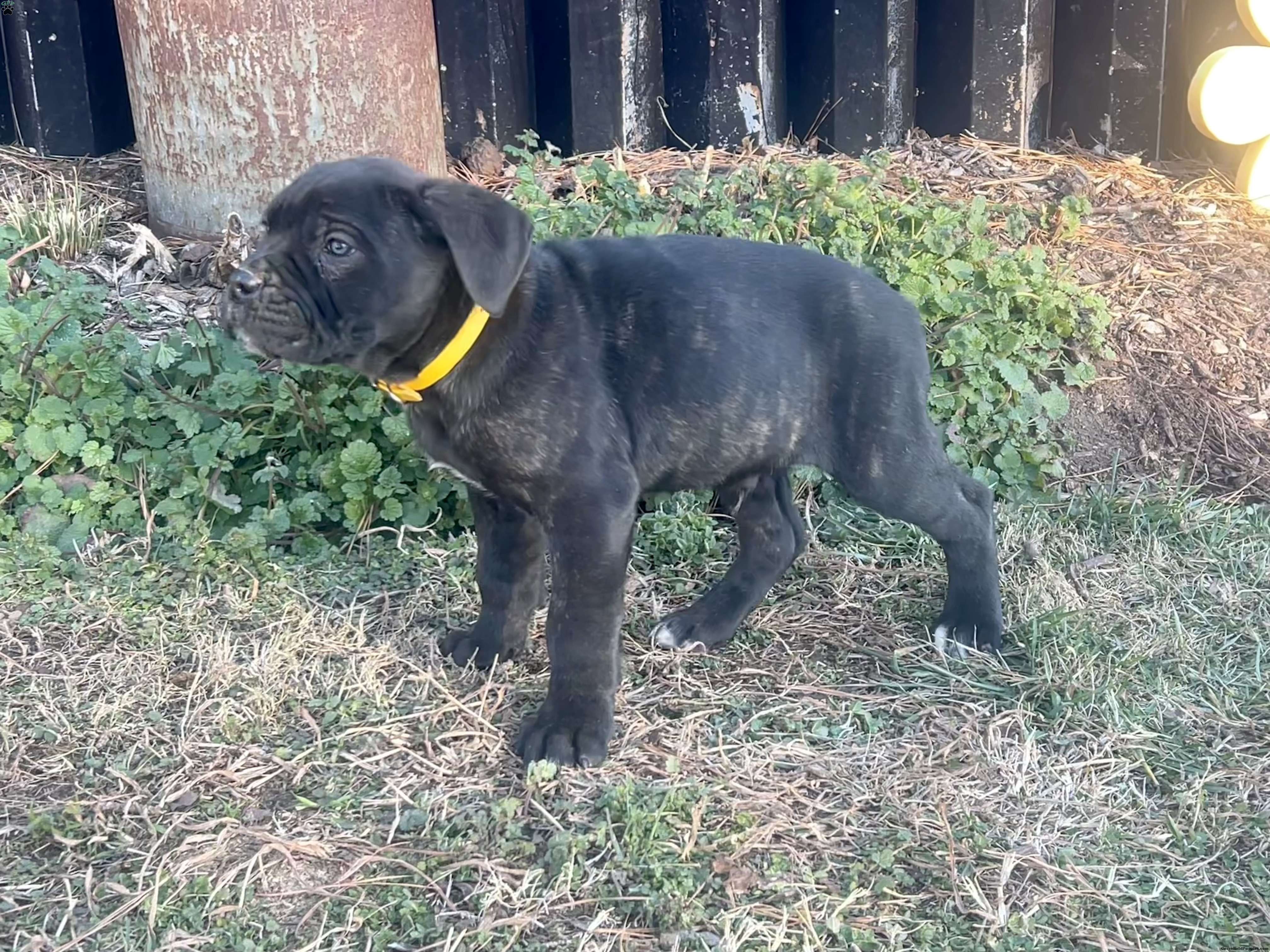 Victor - Cane Corso Puppy For Sale in Virginia