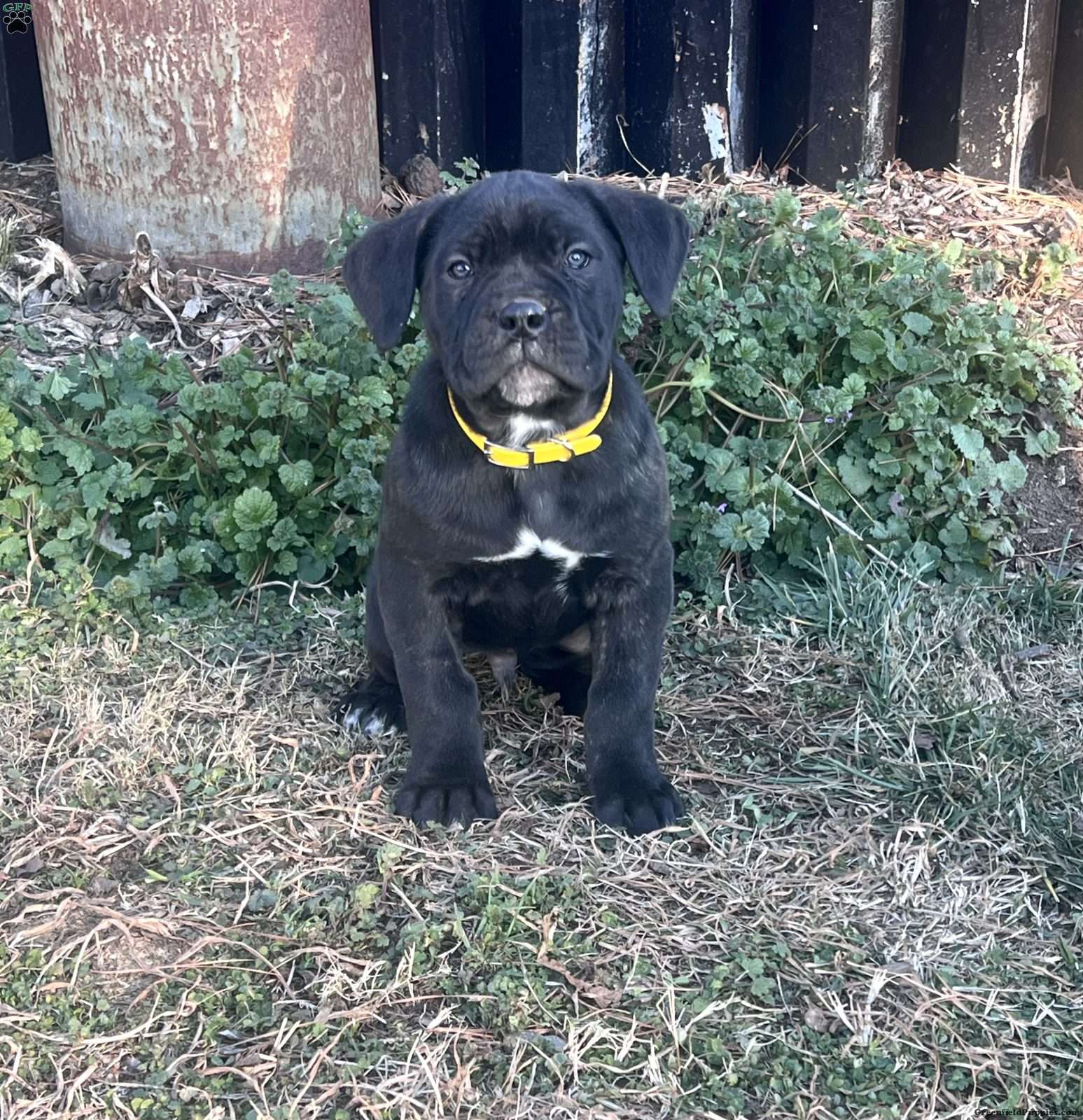 Victor - Cane Corso Puppy For Sale in Virginia
