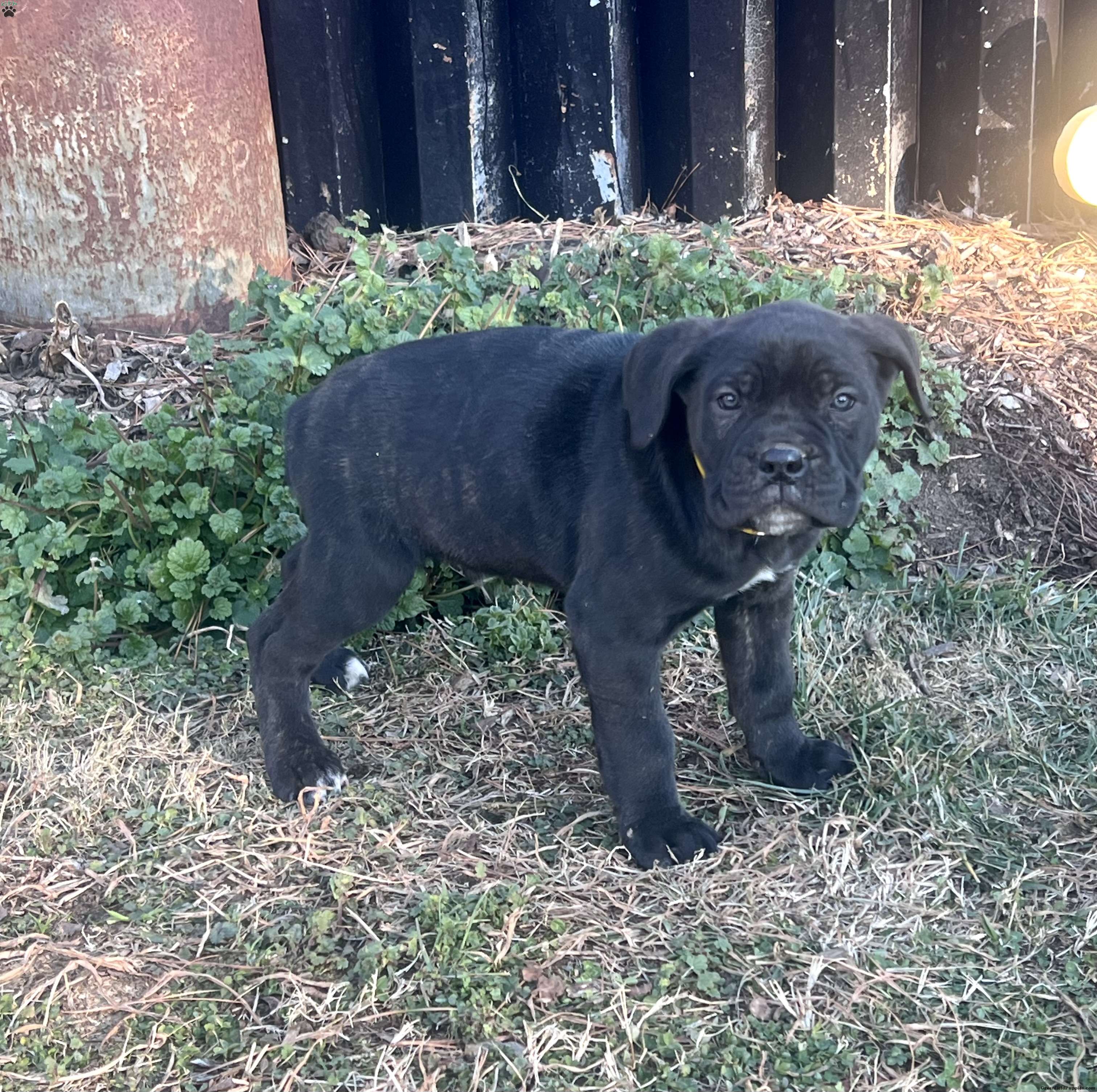 Victor - Cane Corso Puppy For Sale in Virginia