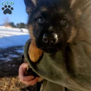 German Shepherd Puppies For Sale - Greenfield Puppies