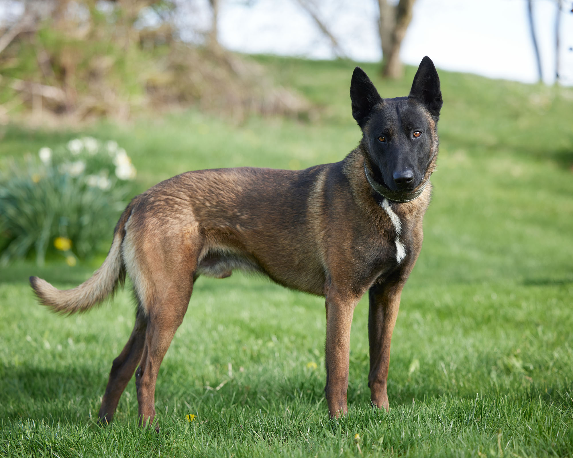 Easton - Belgian Malinois Puppy For Sale in Ohio