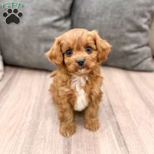 Cavapoo Puppies For Sale - Greenfield Puppies