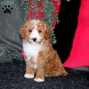 Cockapoo Puppies for Sale - Greenfield Puppies