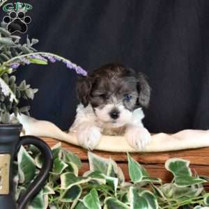 Popular Puppies - See Popular Puppies for Sale | Greenfield Puppies