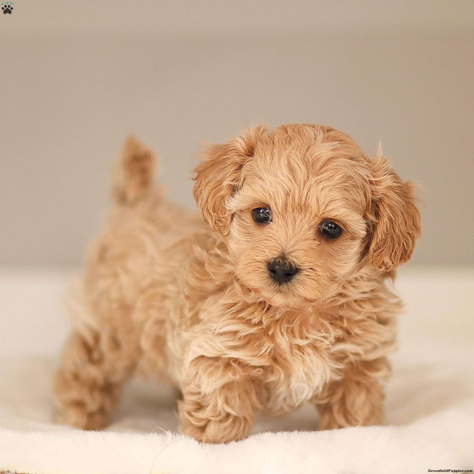 Luca - Maltipoo Puppy For Sale in Pennsylvania