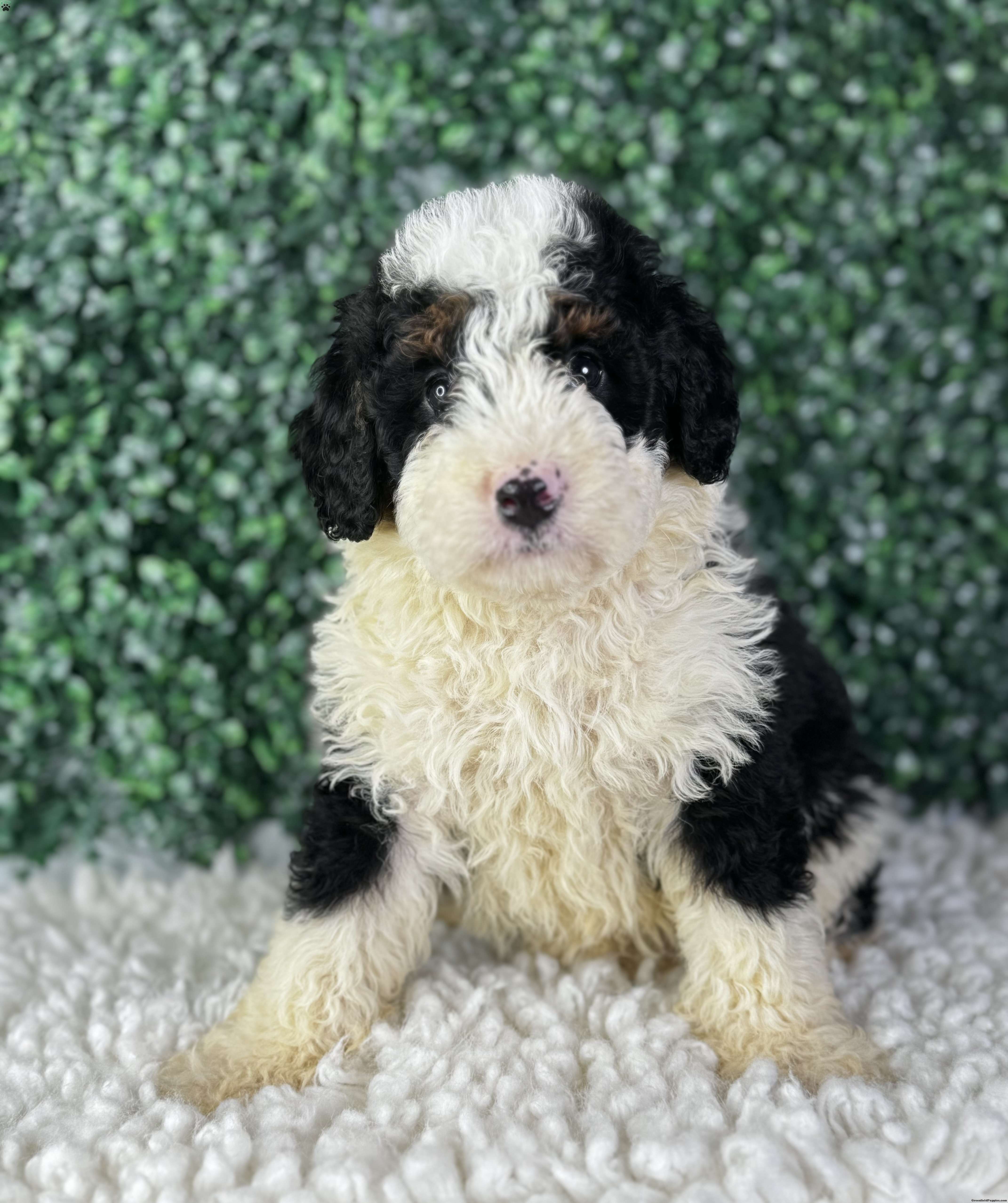 Kobe - Mini Bernedoodle Puppy For Sale in Ohio
