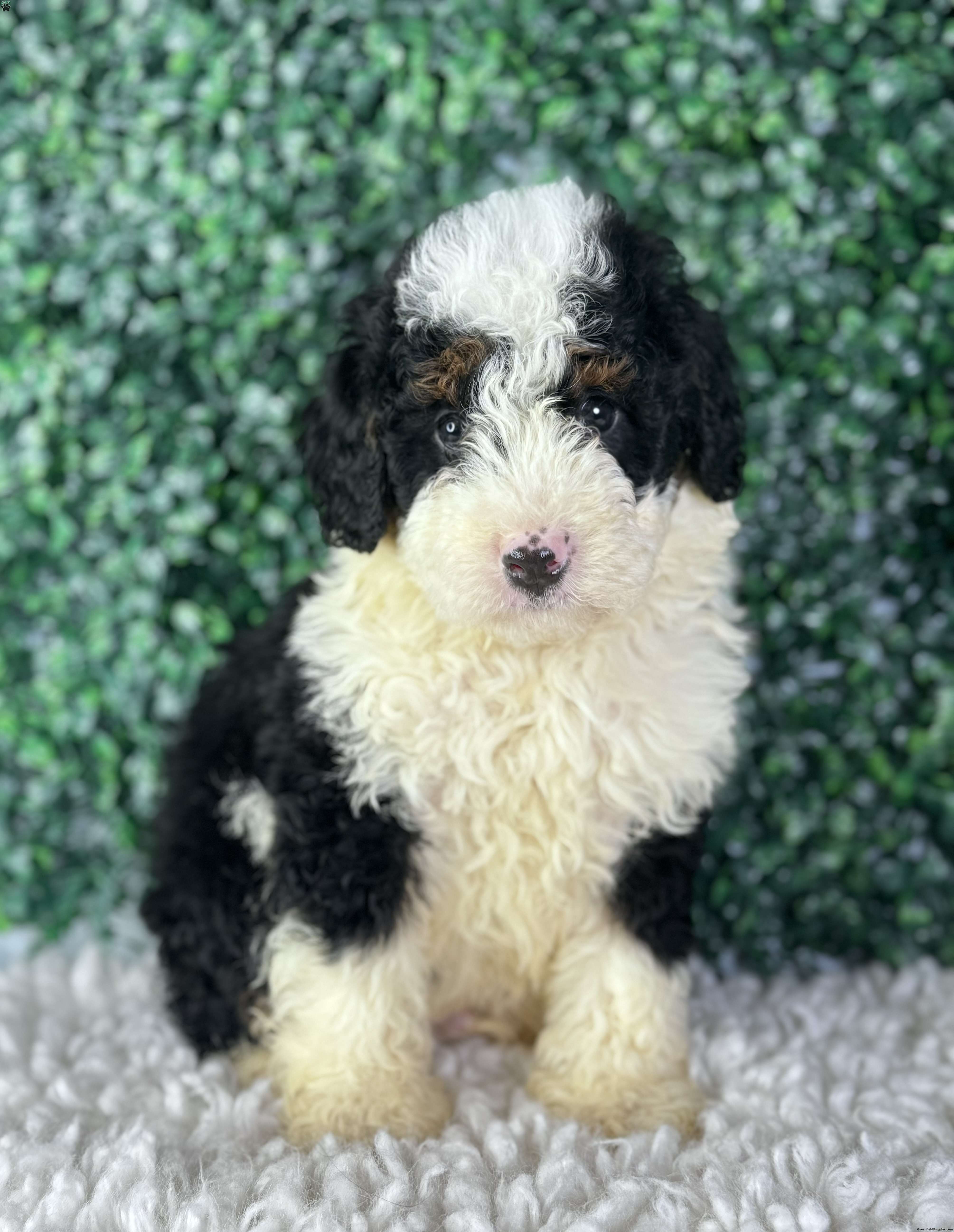 Kobe - Mini Bernedoodle Puppy For Sale in Ohio