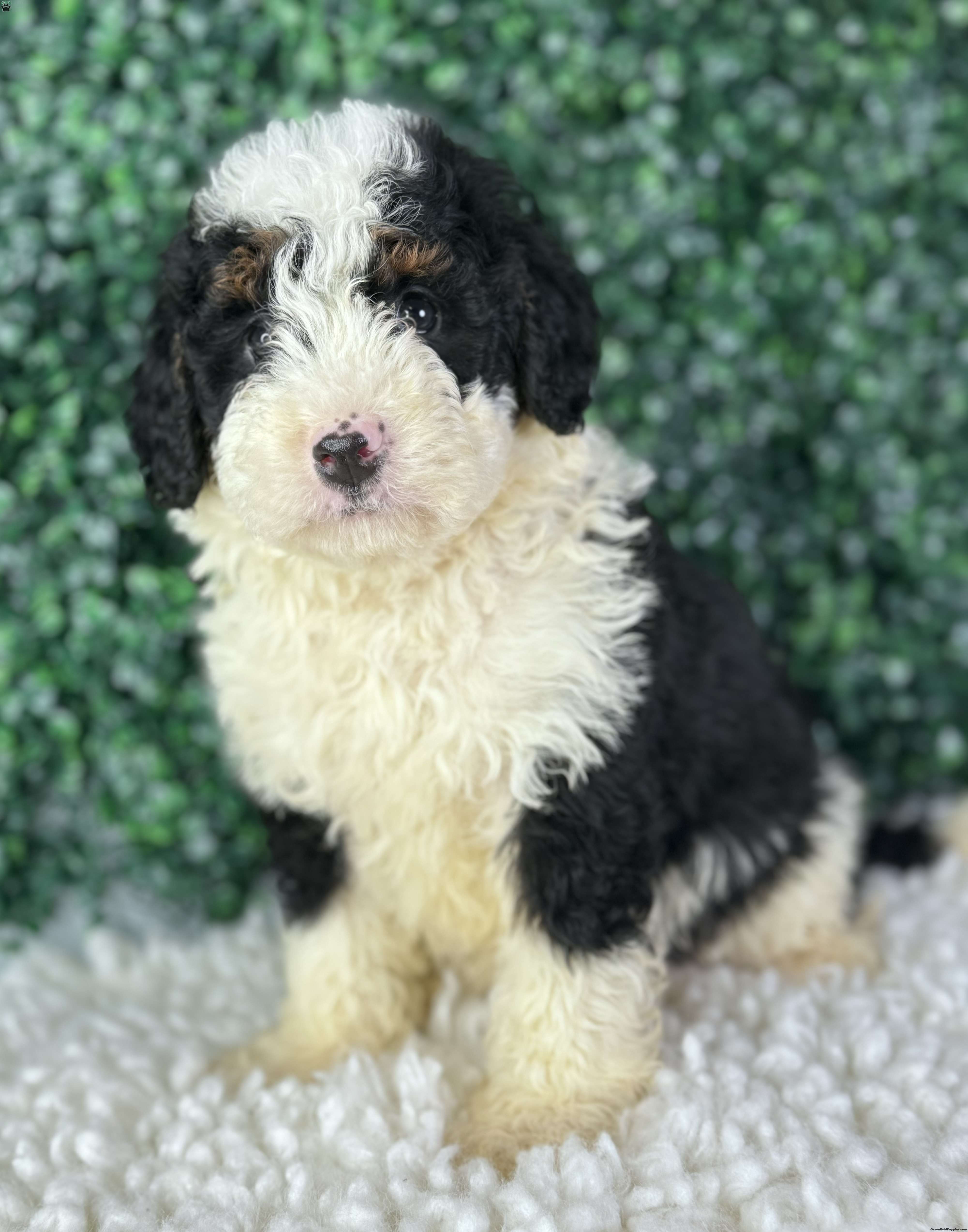 Kobe - Mini Bernedoodle Puppy For Sale in Ohio