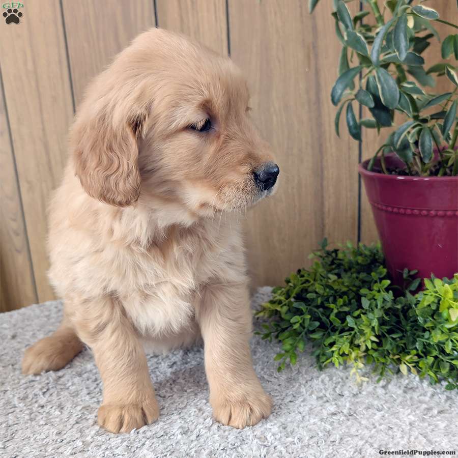 Rose - Golden Retriever Puppy For Sale in New York