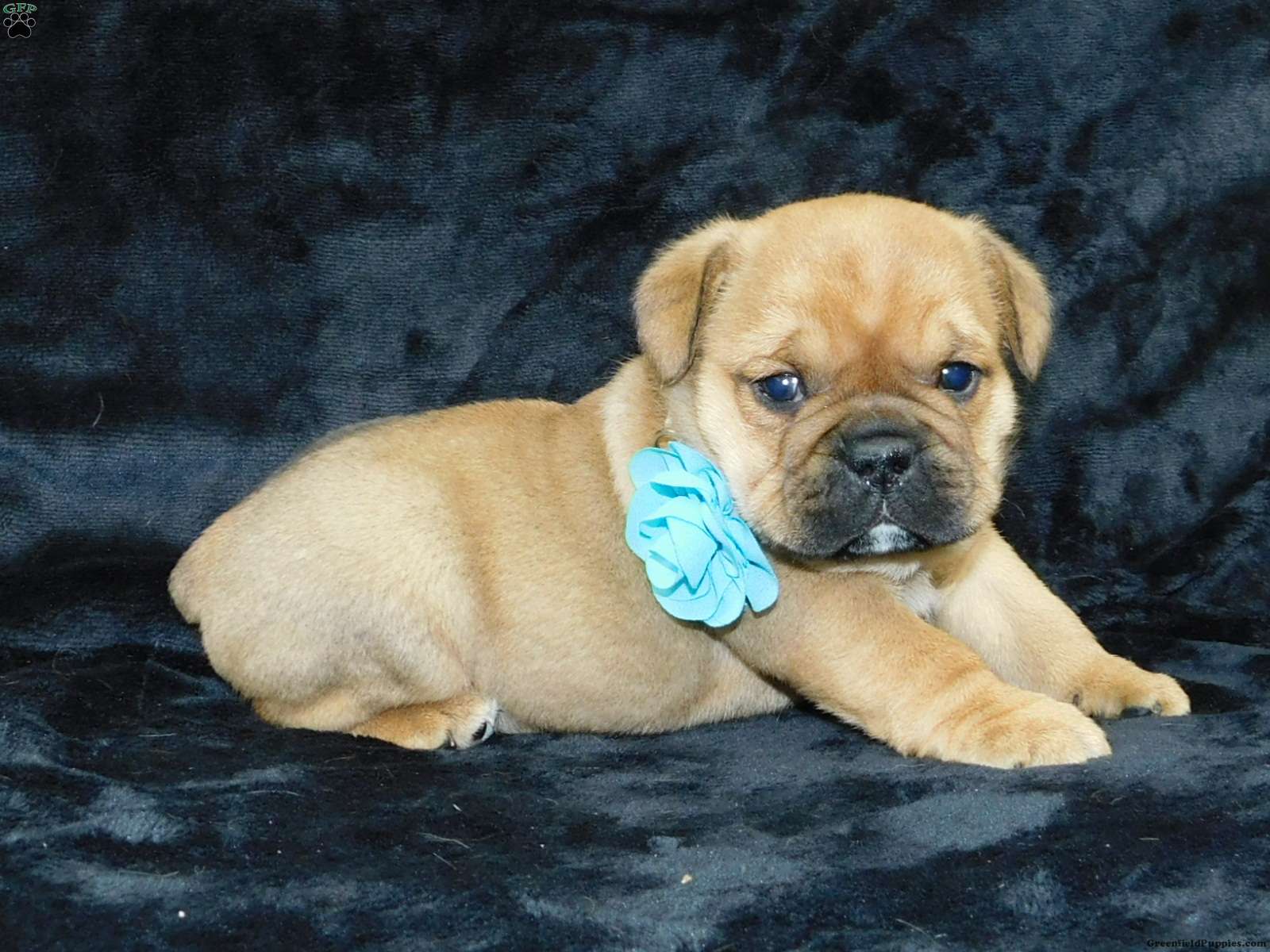 Teddy - Miniature Bulldog Puppy For Sale in Ohio