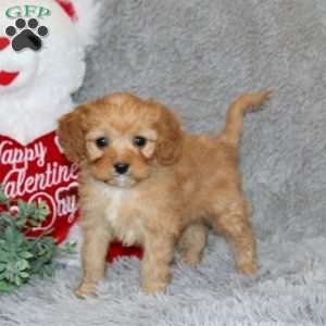 Cavapoo Puppies For Sale - Greenfield Puppies
