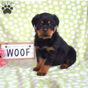 Rottweiler Puppies For Sale - Greenfield Puppies