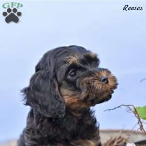 Cockapoo Puppies for Sale - Greenfield Puppies