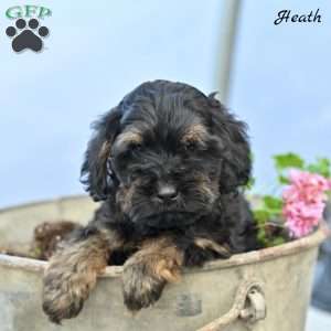 Cockapoo Puppies for Sale - Greenfield Puppies