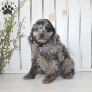 New Arrivals | See New Puppies | Greenfield Puppies