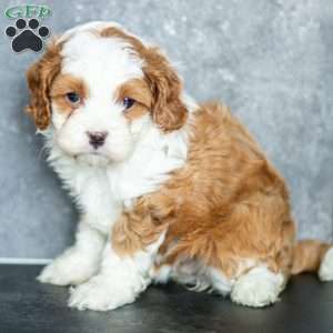 Cavapoo Puppies For Sale - Greenfield Puppies