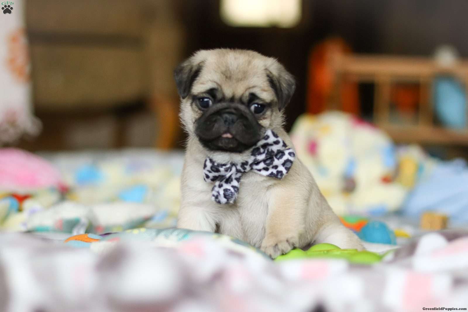Poppy - Pug Puppy For Sale in Ohio