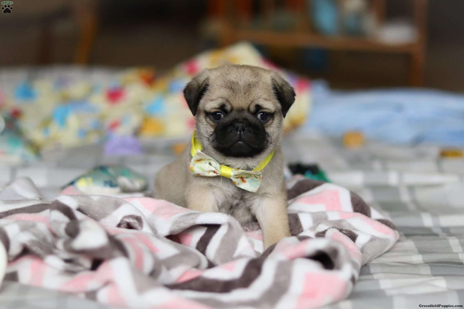 Prince - Pug Puppy For Sale in Ohio