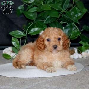 Cockapoo Puppies for Sale - Greenfield Puppies