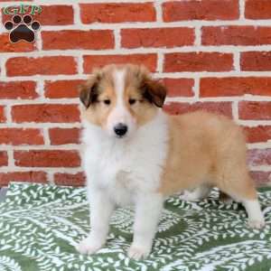 Collie Puppies For Sale - Greenfield Puppies