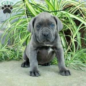Cane Corso Puppies For Sale - Greenfield Puppies