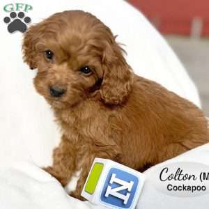 Cockapoo Puppies for Sale - Greenfield Puppies