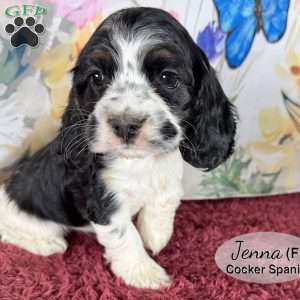 Cocker Spaniel Puppies For Sale - Greenfield Puppies