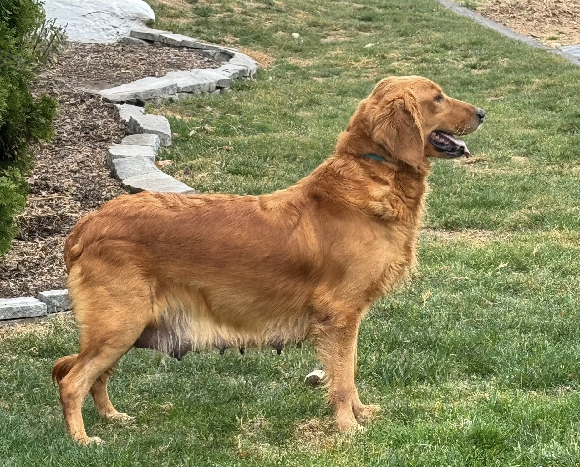 Bingo - Goldendoodle Puppy For Sale in Pennsylvania