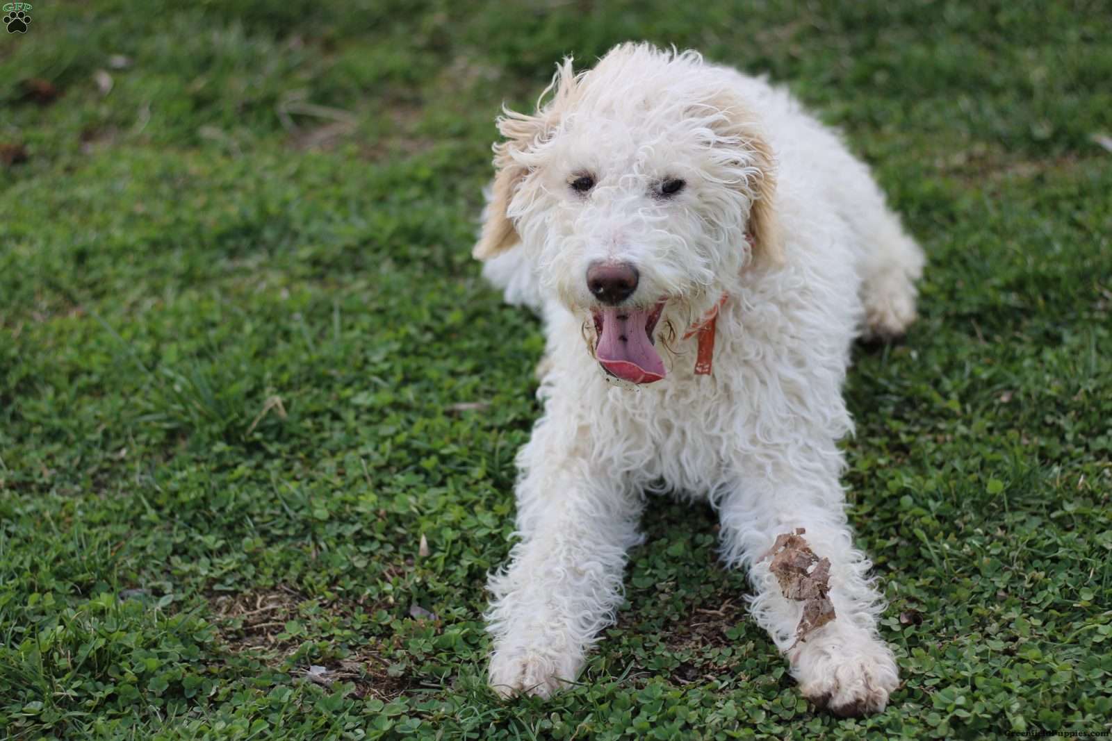 Shelly ~ F1BB - Labradoodle Puppy For Sale in Pennsylvania
