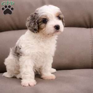 New Arrivals | See New Puppies | Greenfield Puppies