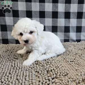 Bichon Frise Puppies For Sale - Greenfield Puppies
