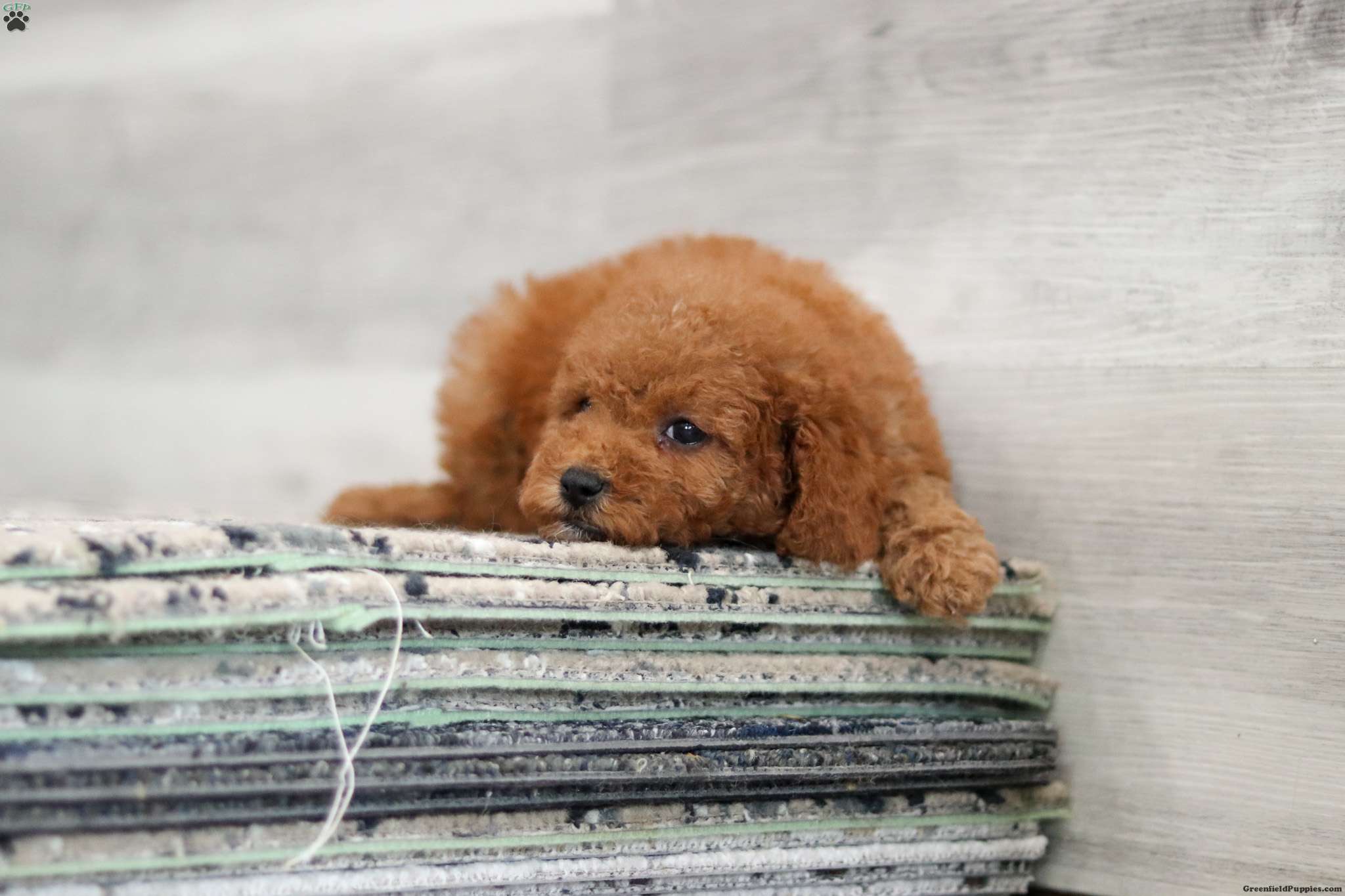 Ace - Cavapoo Puppy For Sale in Ohio