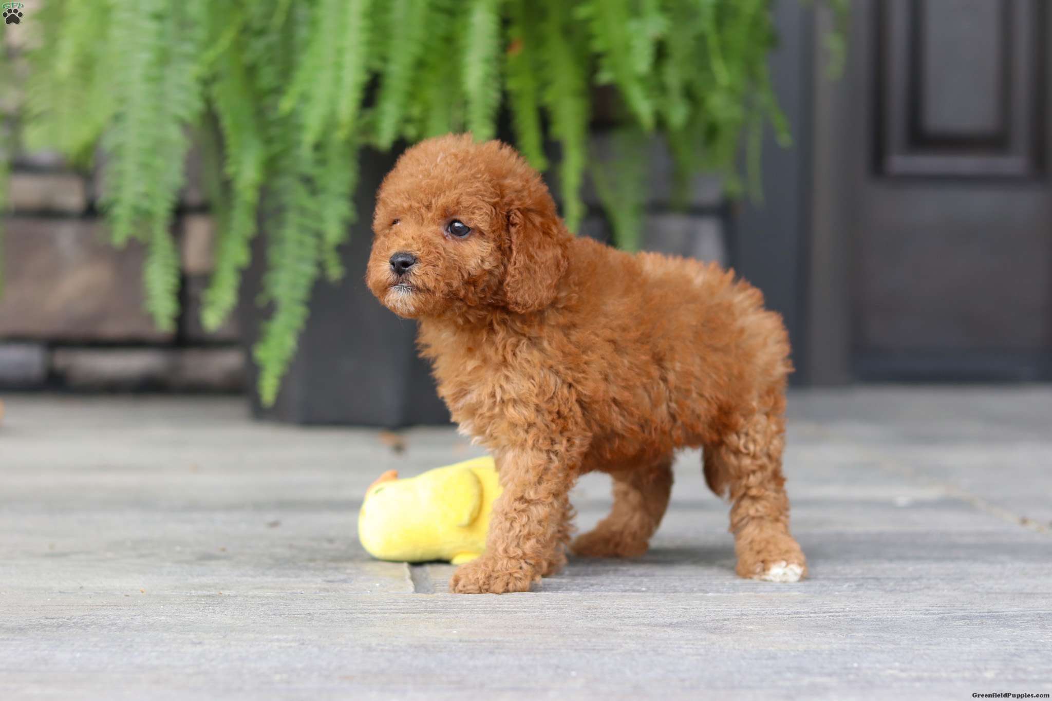 Ace - Cavapoo Puppy For Sale in Ohio