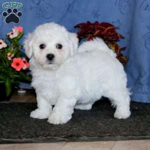 Bichon Frise Puppies For Sale - Greenfield Puppies