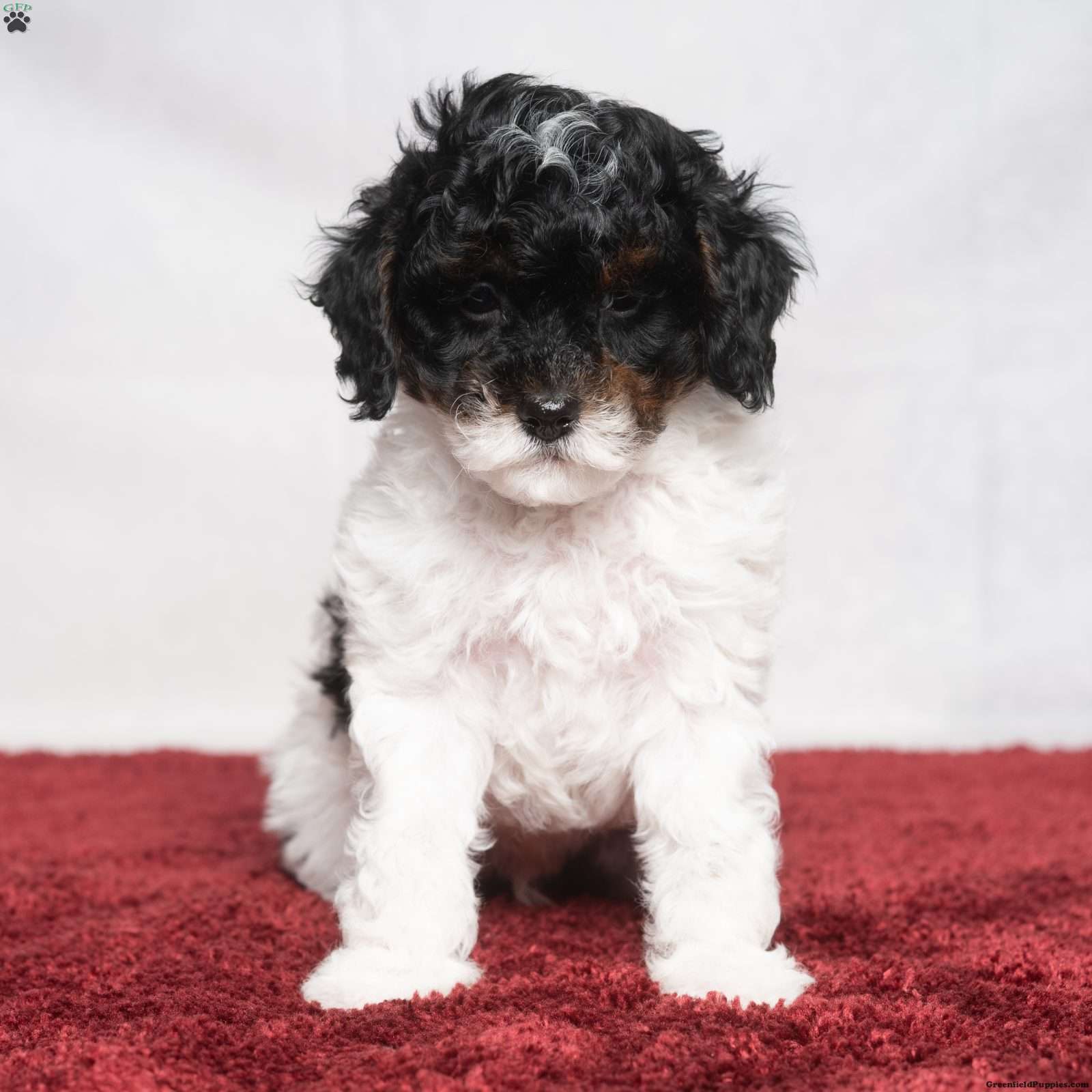 Lester - Cavapoo Puppy For Sale in Pennsylvania