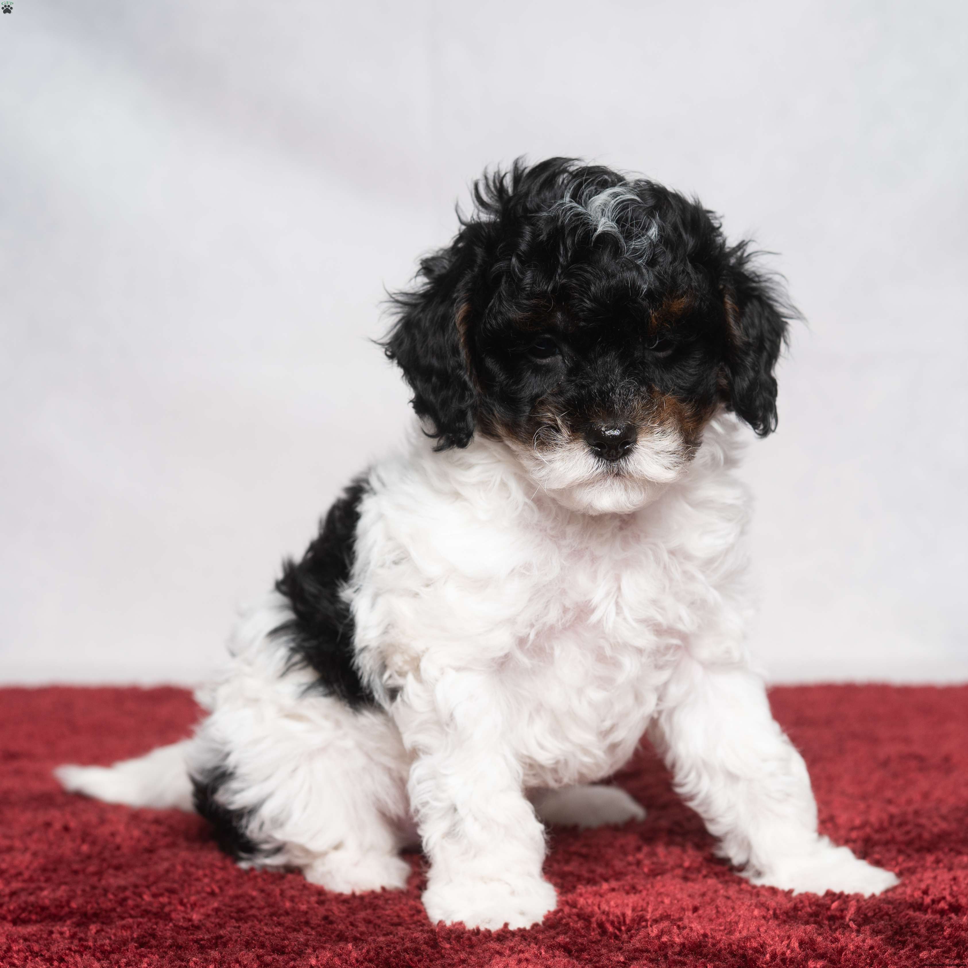 Lester - Cavapoo Puppy For Sale in Pennsylvania