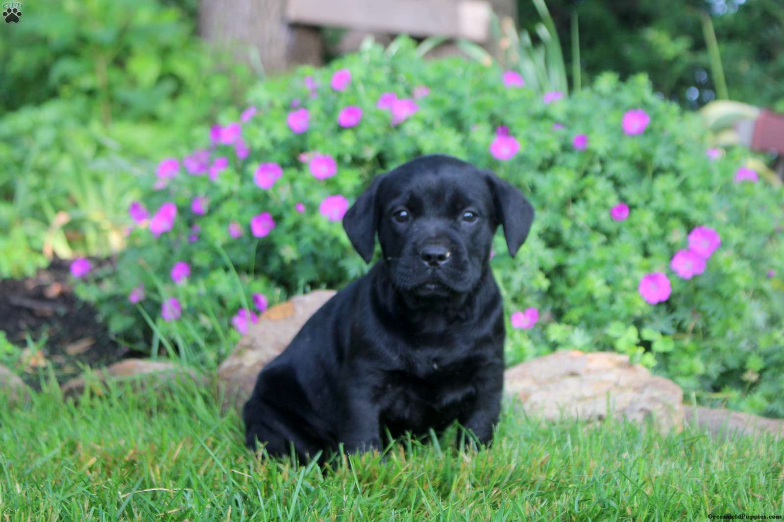 Mitch - French Bulldog Mix Puppy For Sale in Pennsylvania