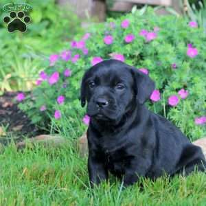 Mitch - French Bulldog Mix Puppy For Sale in Pennsylvania
