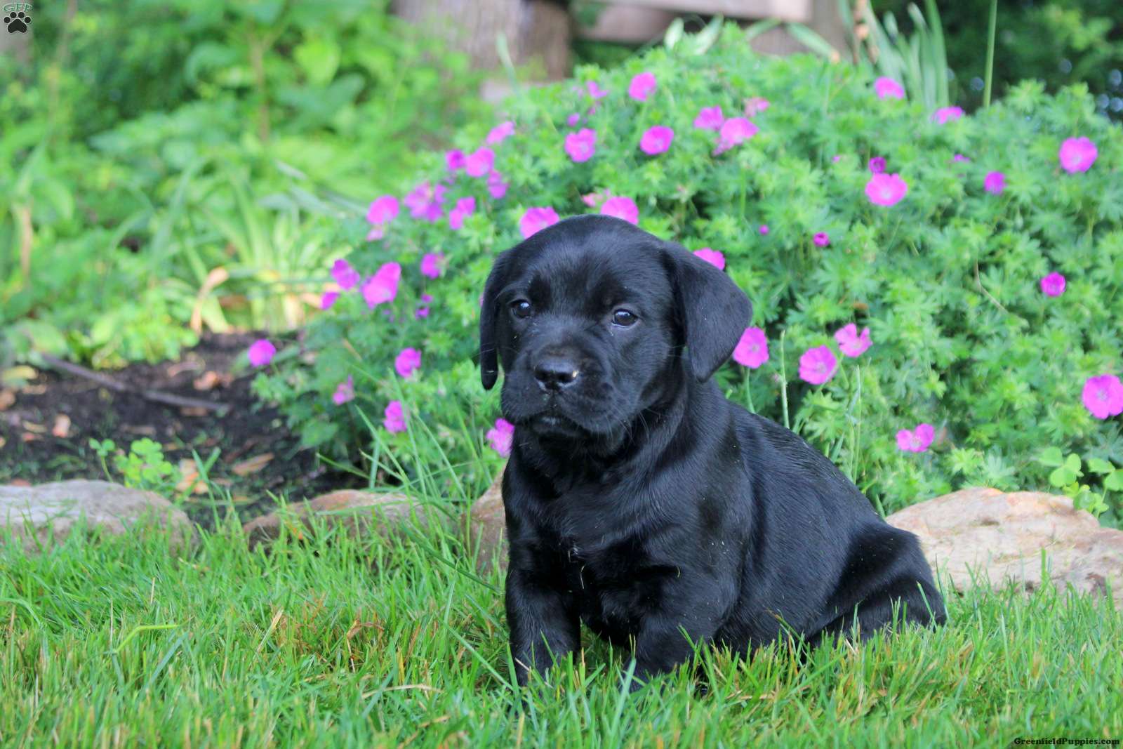 Mitch - French Bulldog Mix Puppy For Sale in Pennsylvania