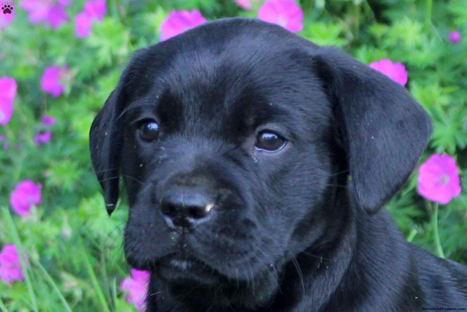 Mitch - French Bulldog Mix Puppy For Sale in Pennsylvania