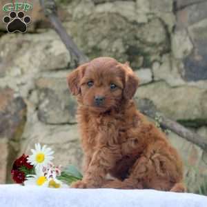 Pepper - Cavapoo Puppy For Sale in Pennsylvania