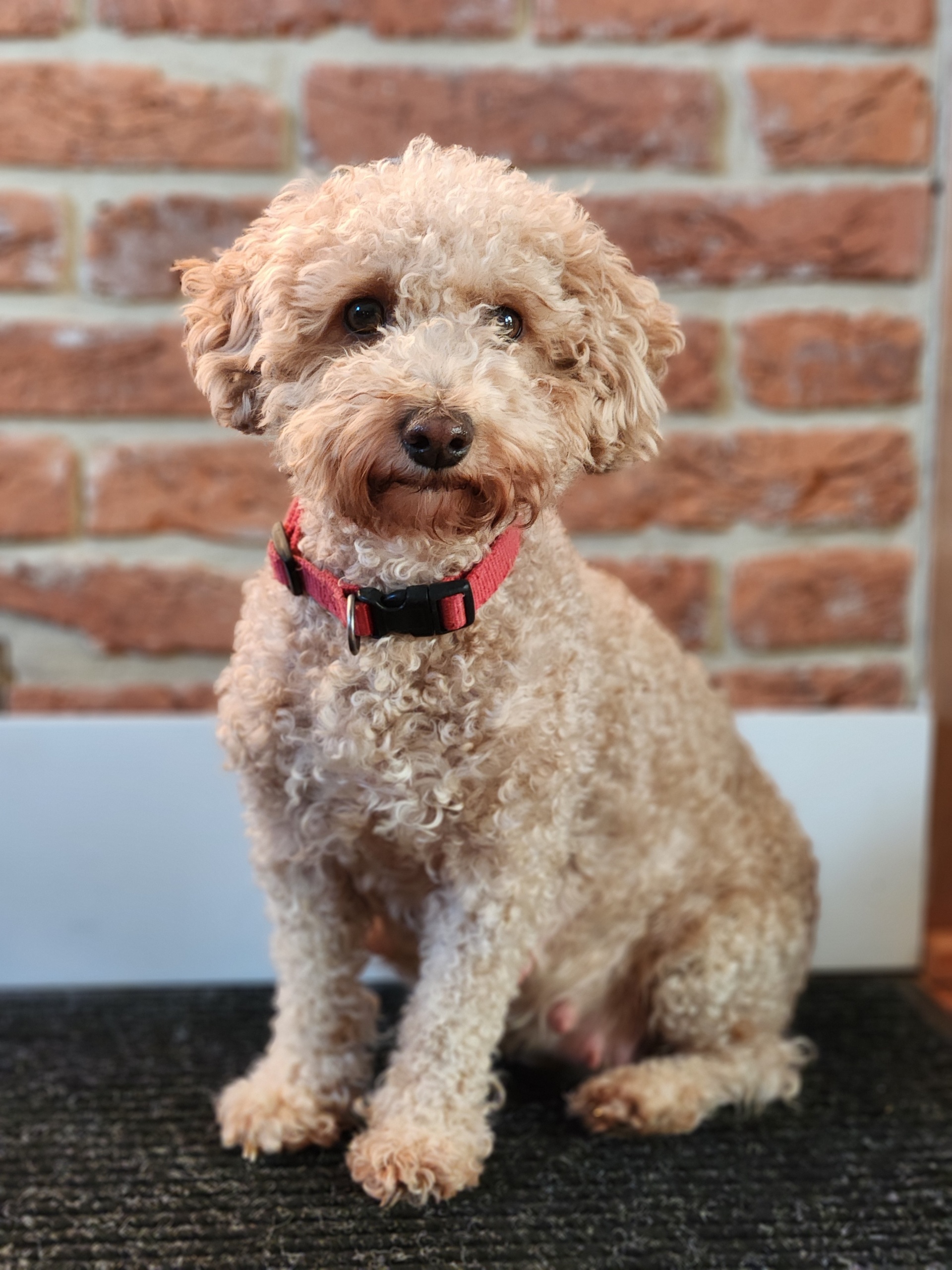 Hunter - Miniature Poodle Puppy For Sale in Pennsylvania