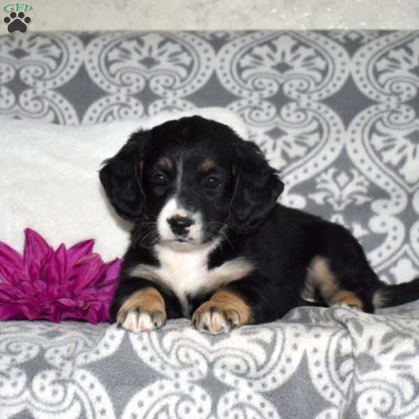 Camille - Mini Bernedoodle Puppy For Sale in Pennsylvania