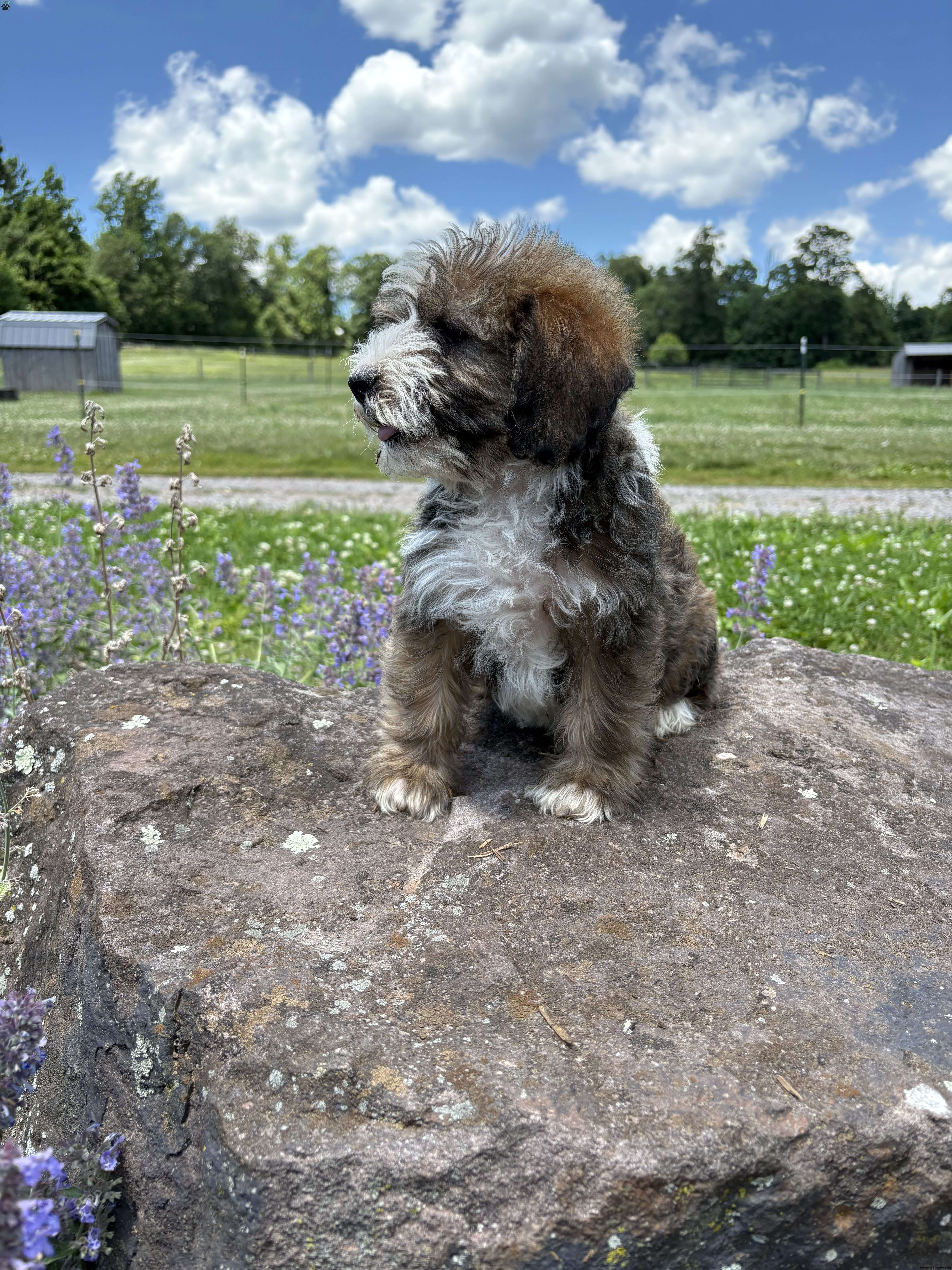 Nick Wild - Morkie-Poo Puppy For Sale in Pennsylvania